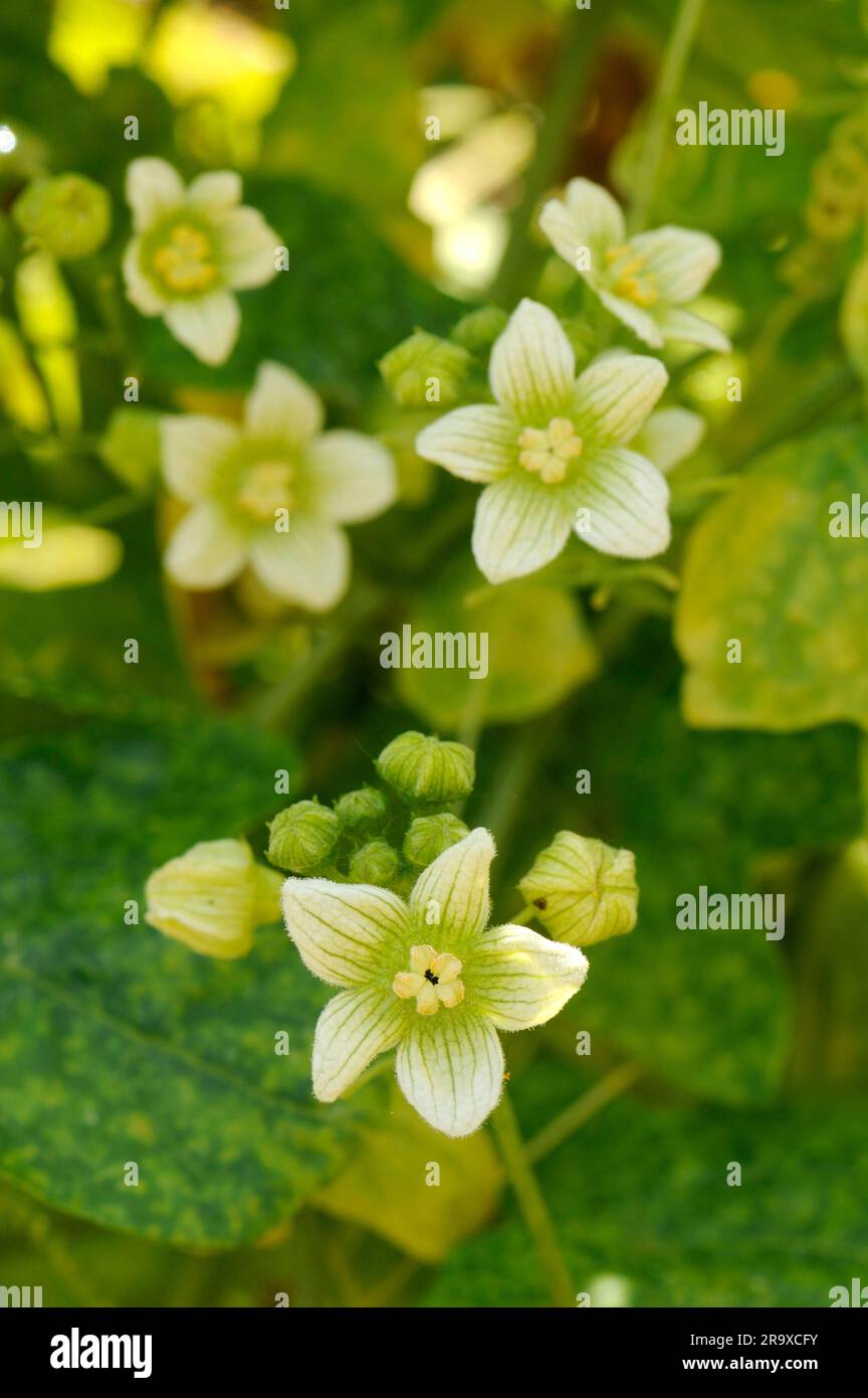 Red bryony (Bryonia cretica) (Bryonia dioica), false mandrake ...