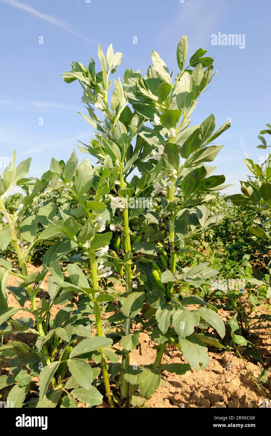 Broad bean, field bean, broad bean (Vicia faba), horse bean Stock Photo ...