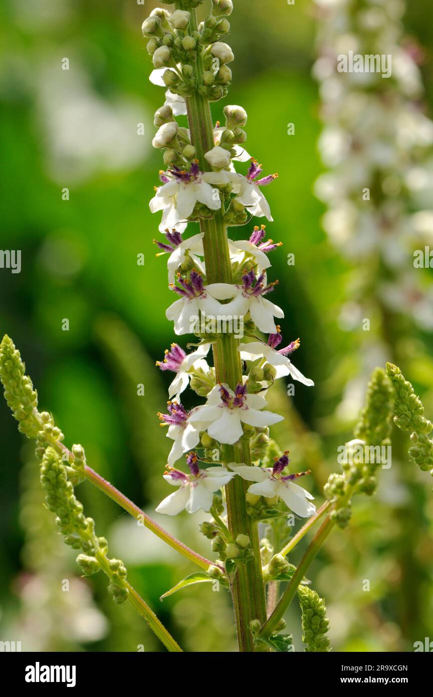 Flowering Dark Mullein (Verbascum nigrum Stock Photo - Alamy