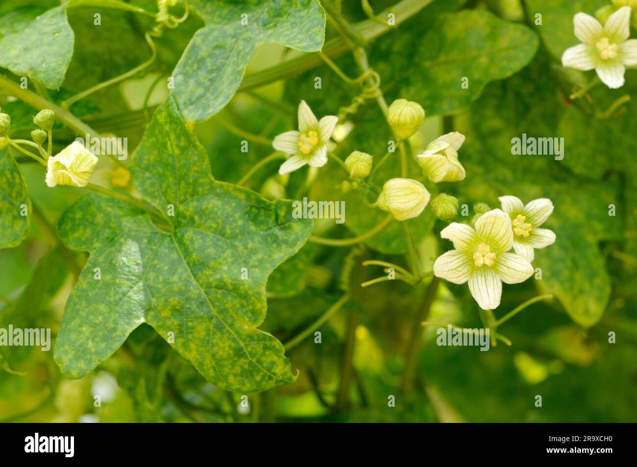Red bryony (Bryonia cretica) (Bryonia dioica), false mandrake ...