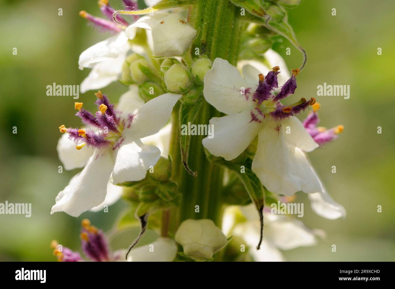 Flowering Dark Mullein (Verbascum nigrum Stock Photo - Alamy