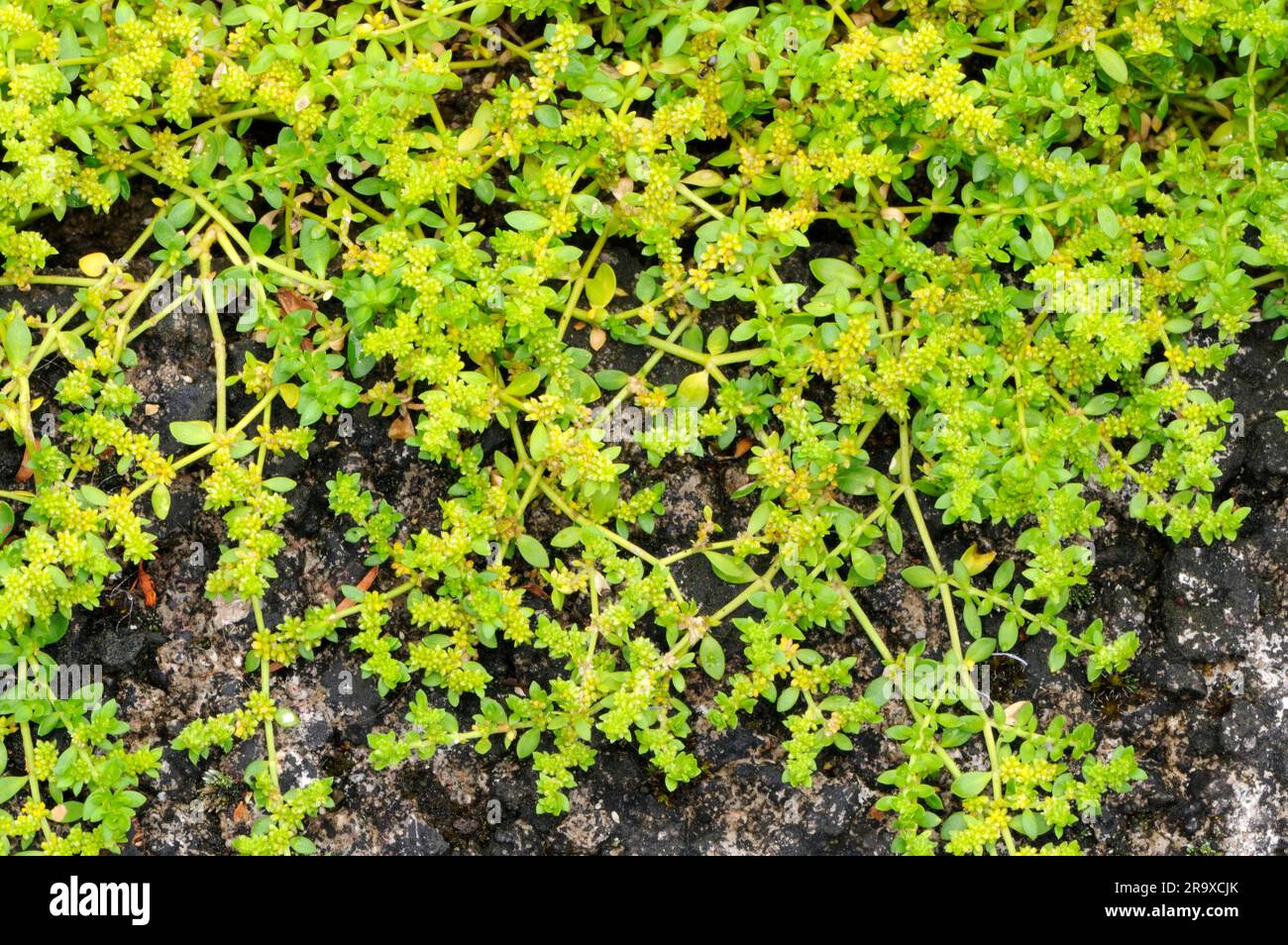 Herniaria glabra (Herniaria glabra), Smooth cuckoo herb, Urinary weed ...