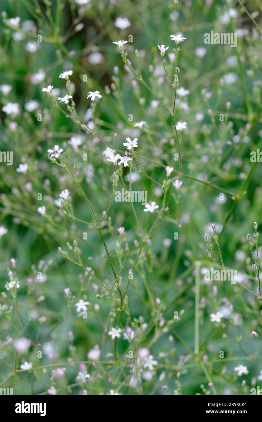 Babys breath plants hi-res stock photography and images - Alamy