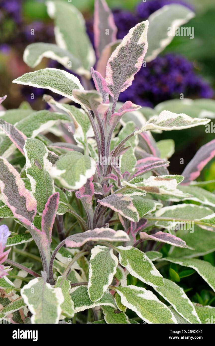 Salvia tricolor hi-res stock photography and images - Alamy