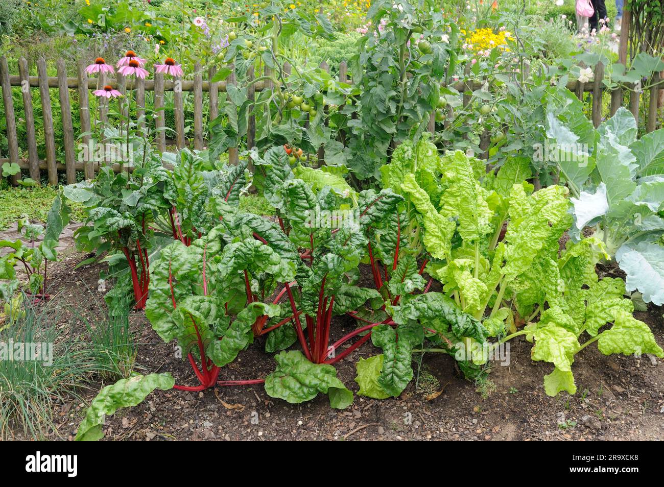 Patch cabbage hi-res stock photography and images - Alamy