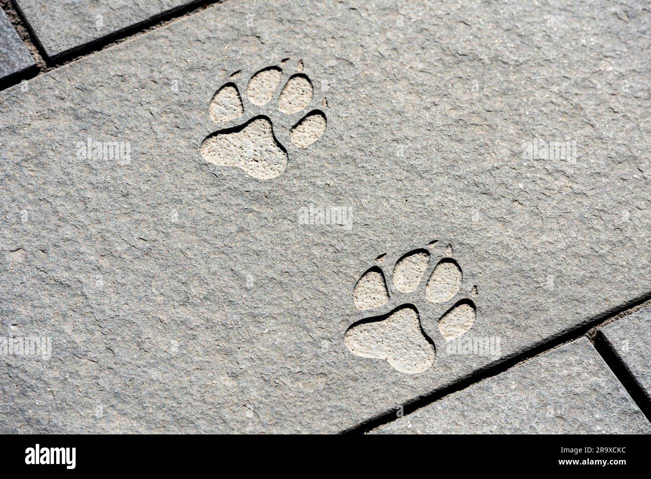 Timber Wolf Paw Print