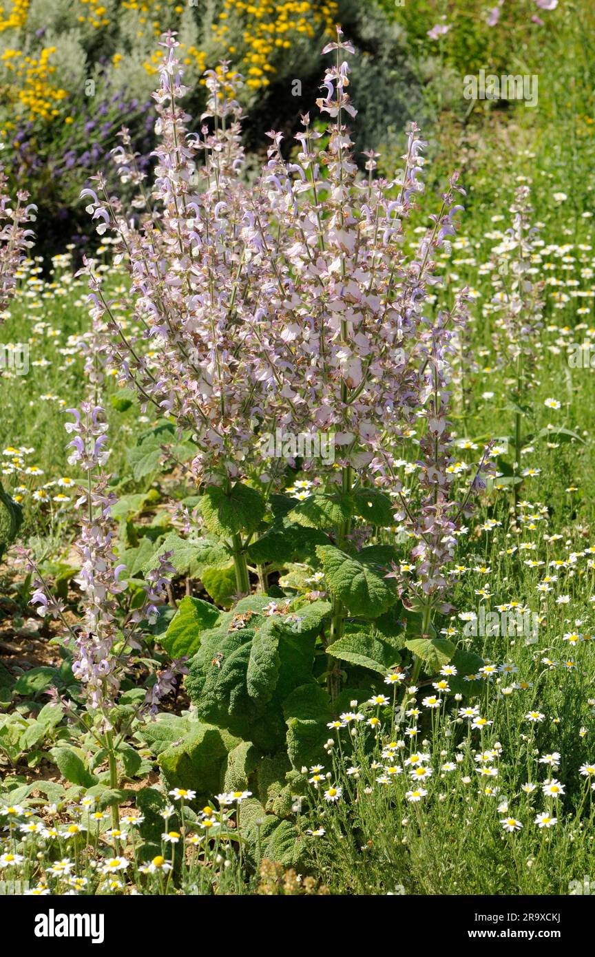 Clary sage (Salvia sclarea Stock Photo - Alamy
