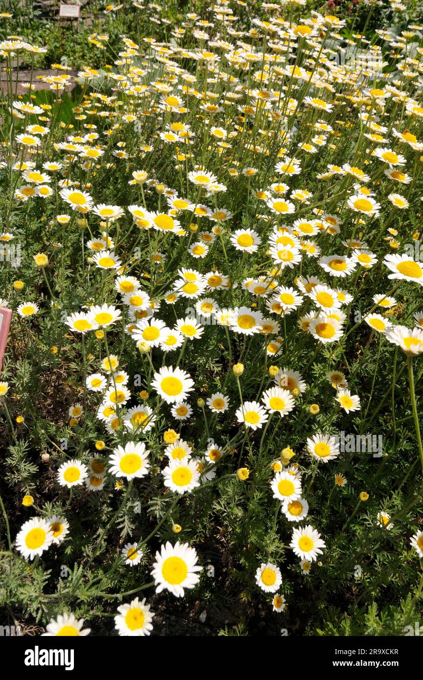Dalmatian insect flower, pyrethrum (Tanacetum cinerariifolium), insect ...
