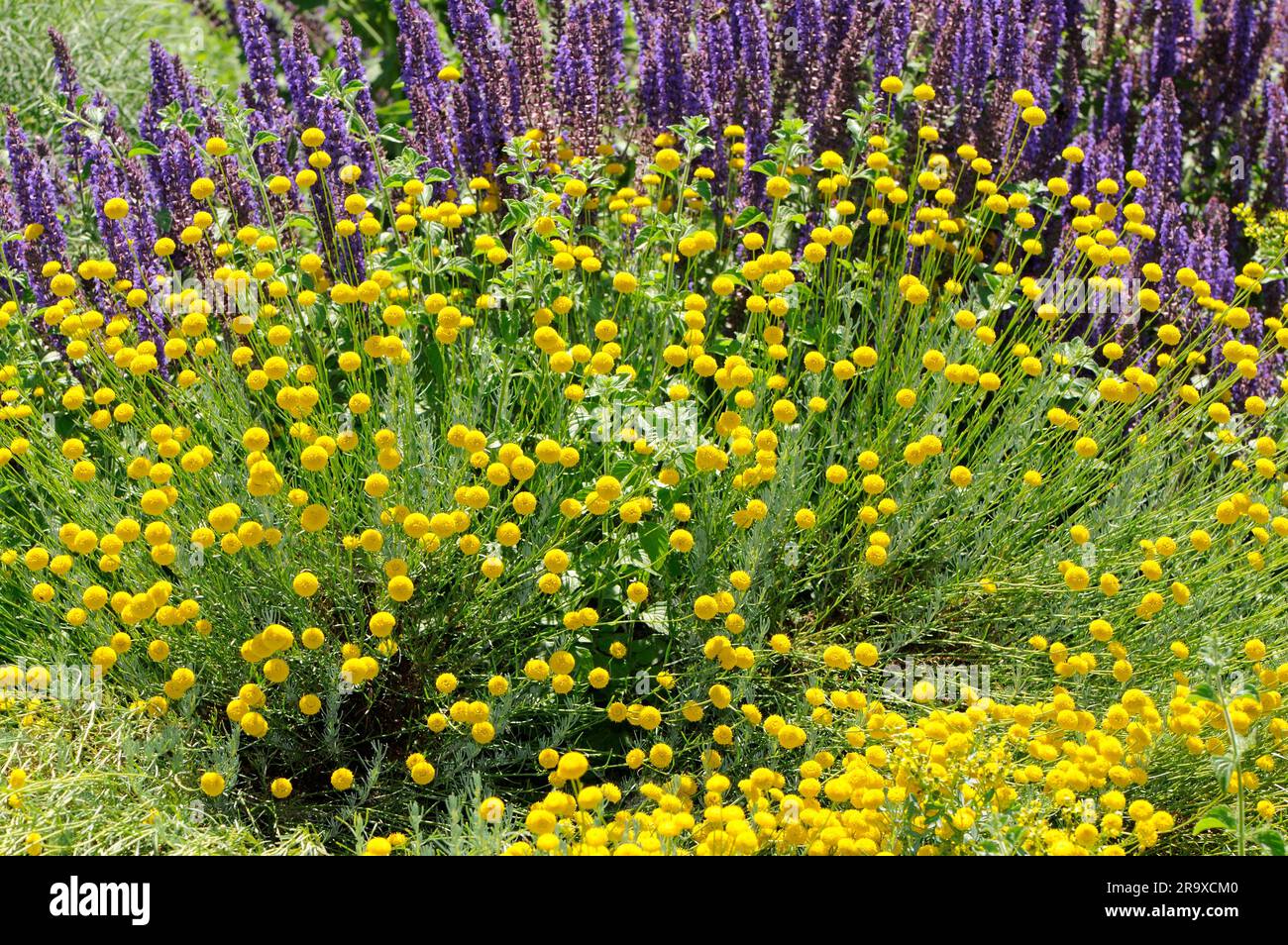 Saint's wort (Santolina chamaecyparissus Stock Photo - Alamy
