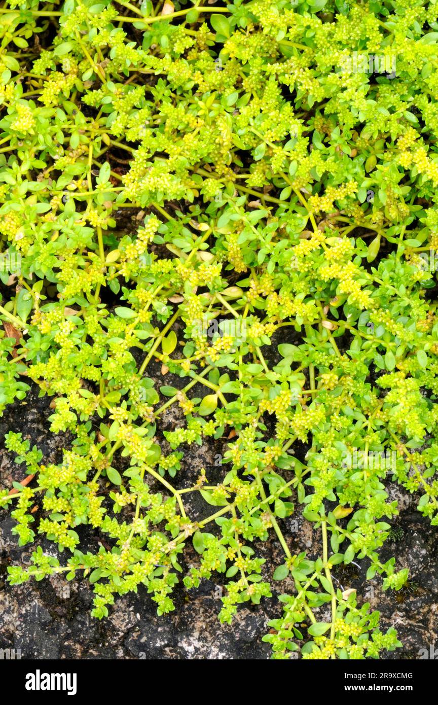 Herniaria glabra (Herniaria glabra), Smooth cuckoo herb, Urinary weed ...