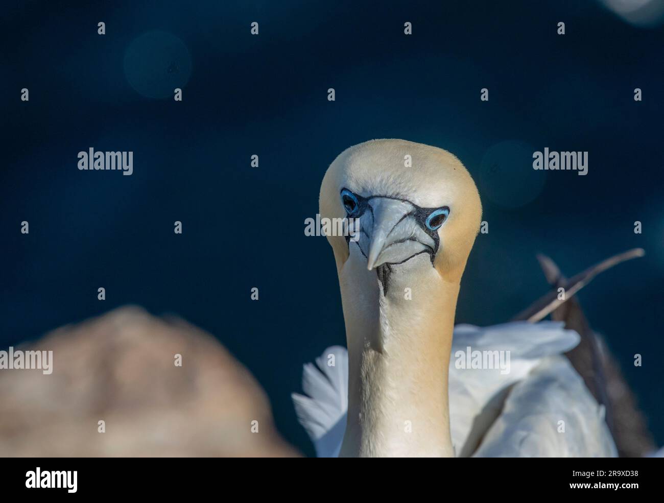 Rspb scotland eagle hi-res stock photography and images - Alamy