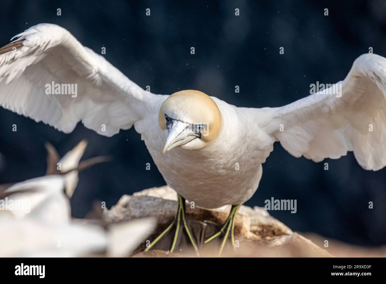 Rspb scotland eagle hi-res stock photography and images - Alamy
