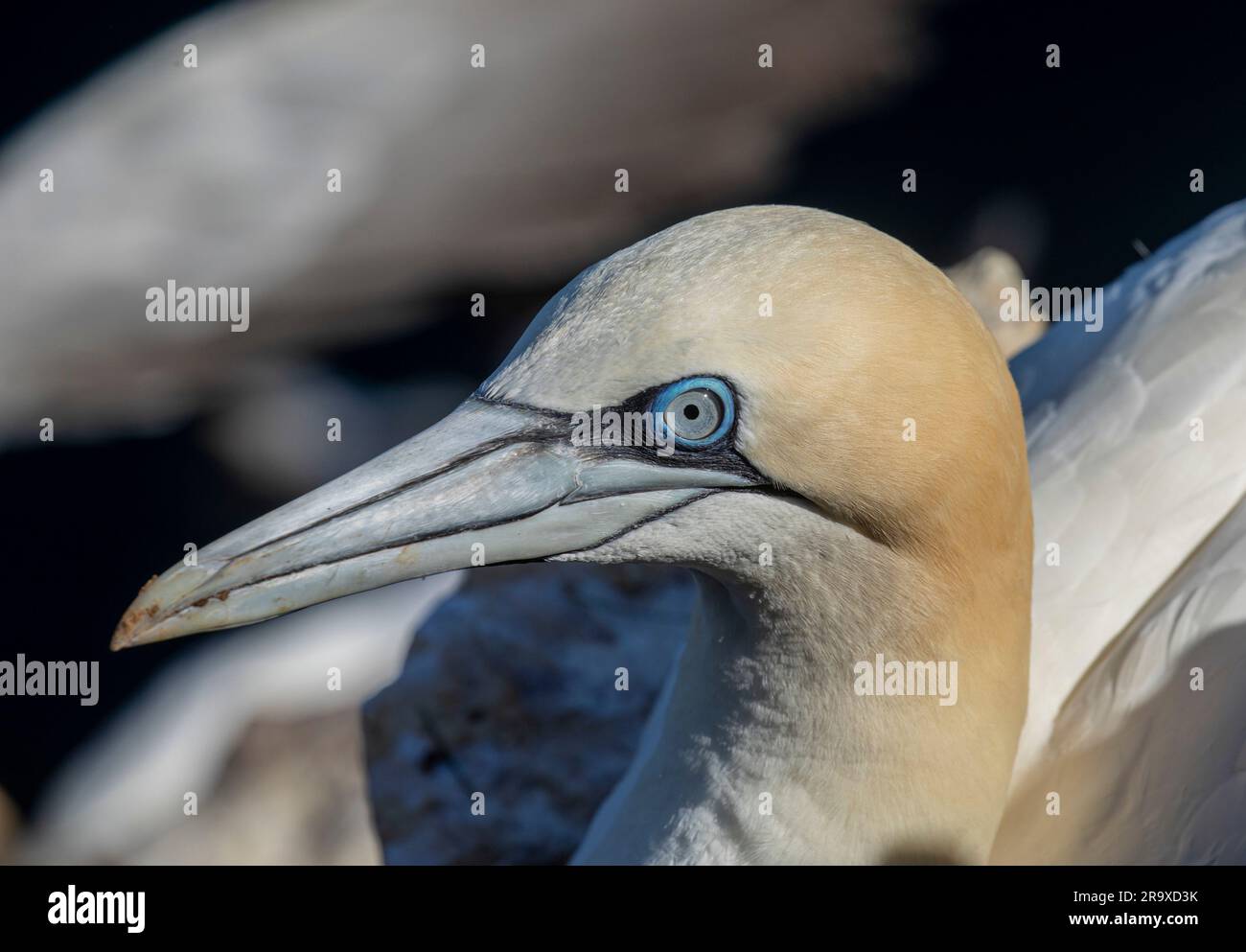 Troup head nature reserve hi-res stock photography and images - Alamy