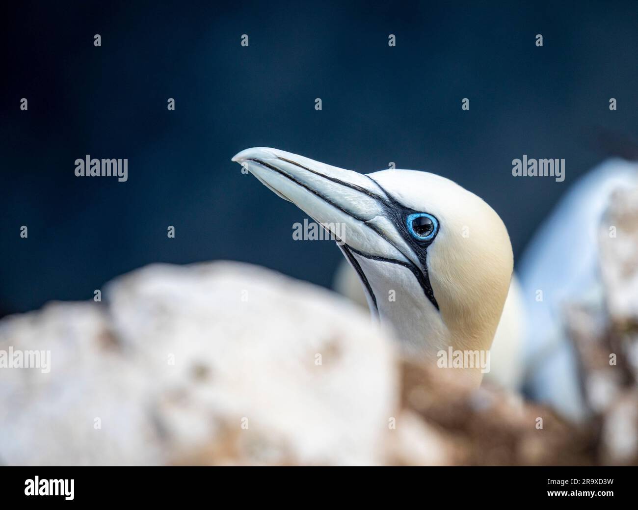 Rspb troup head nature reserve hi-res stock photography and images - Alamy
