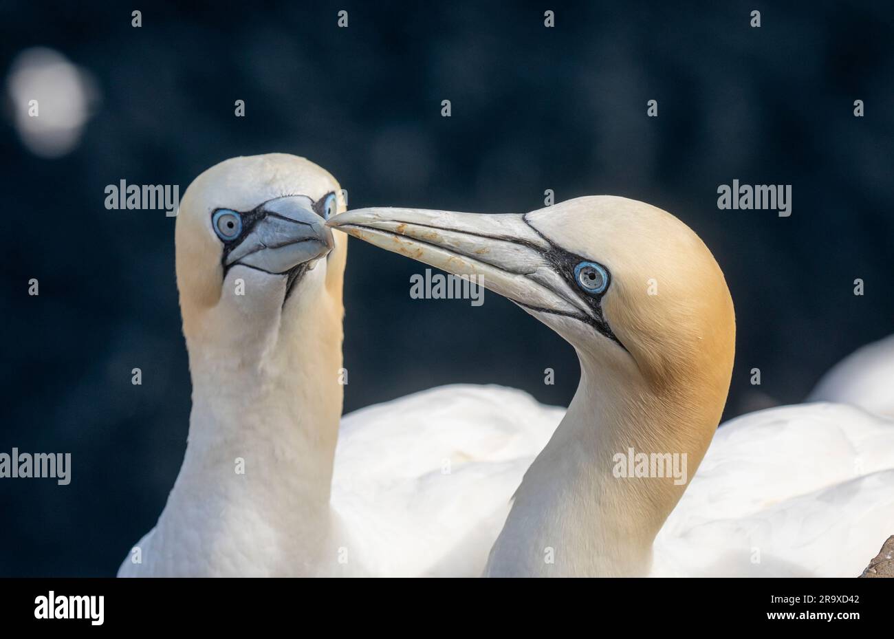 Troup head nature reserve hi-res stock photography and images - Alamy