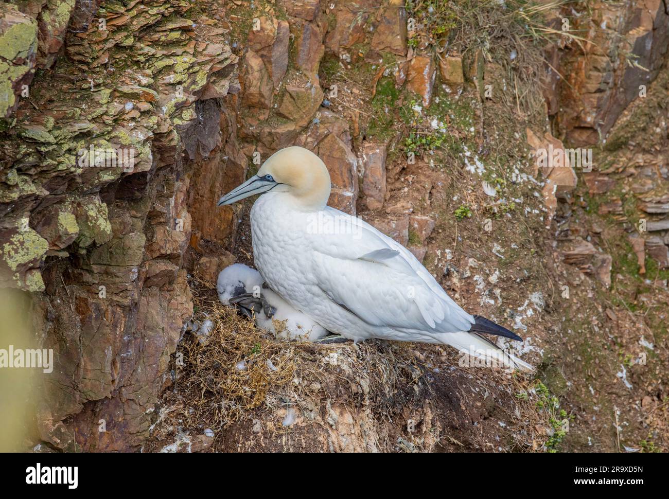 Rspb scotland eagle hi-res stock photography and images - Alamy