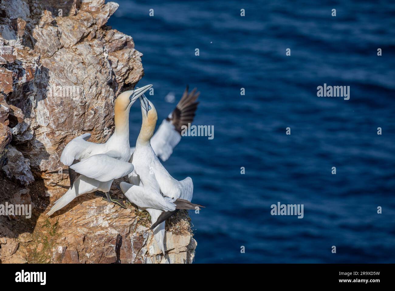 Rspb scotland eagle hi-res stock photography and images - Alamy