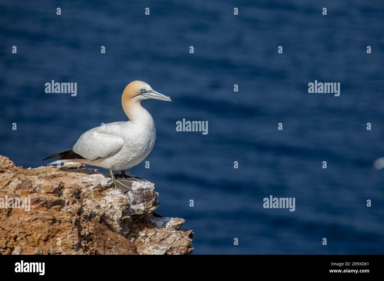 Troup head nature reserve hi-res stock photography and images - Alamy
