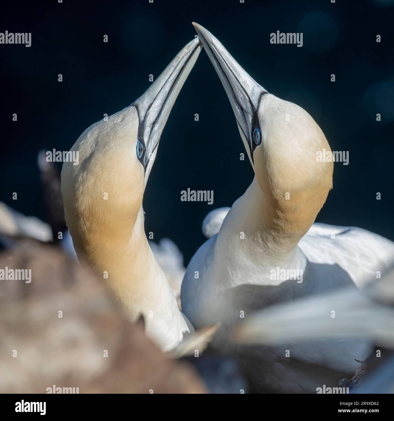 Rspb scotland eagle hi-res stock photography and images - Alamy
