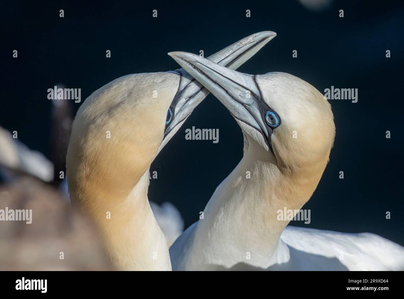 Rspb troup head nature reserve hi-res stock photography and images - Alamy