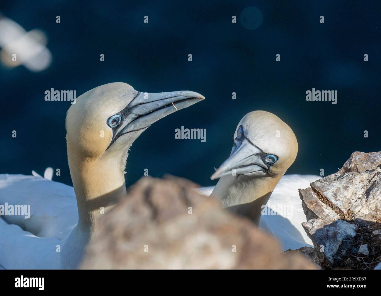 Rspb troup head nature reserve hi-res stock photography and images - Alamy