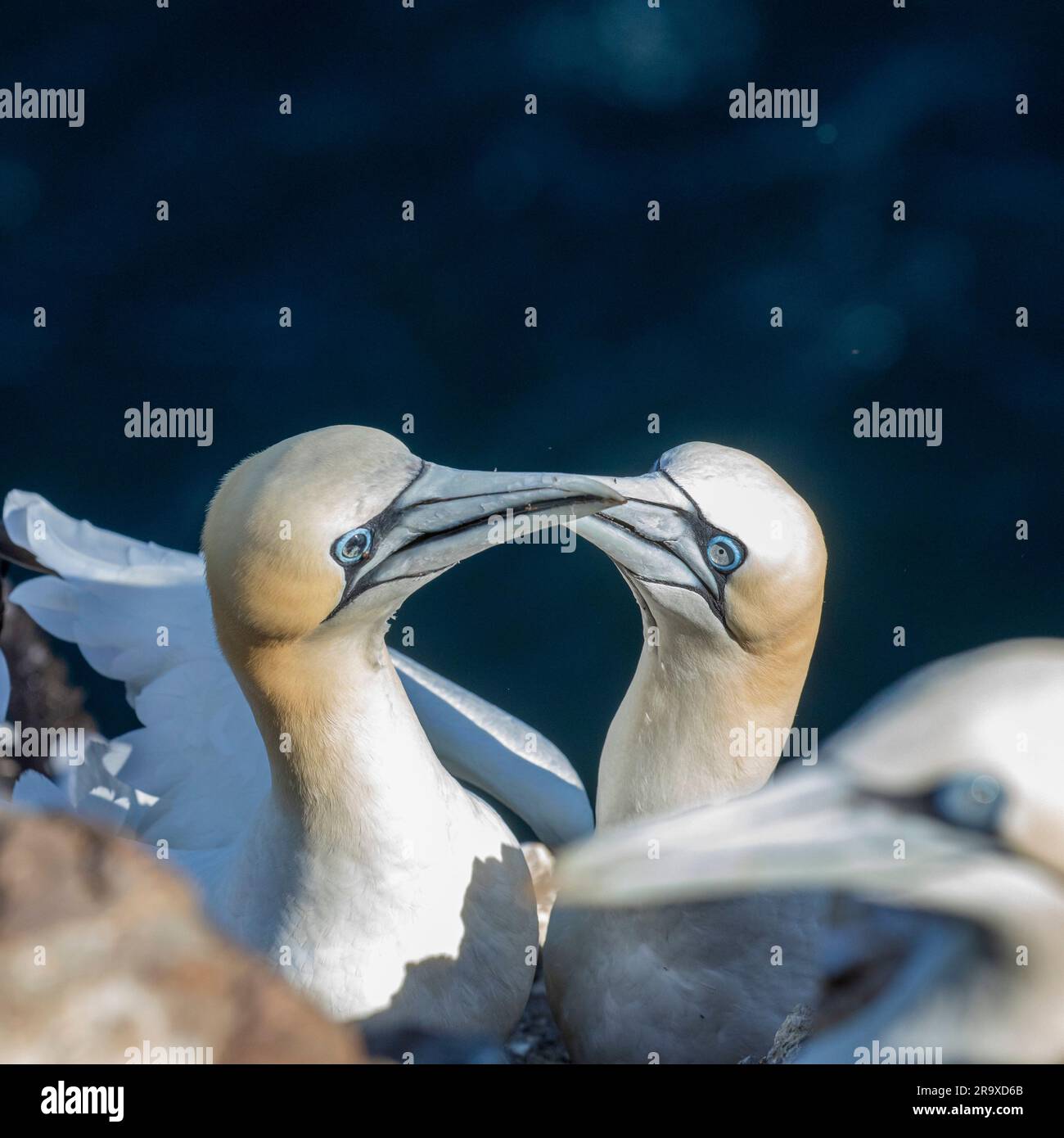 Troup head nature reserve hi-res stock photography and images - Alamy