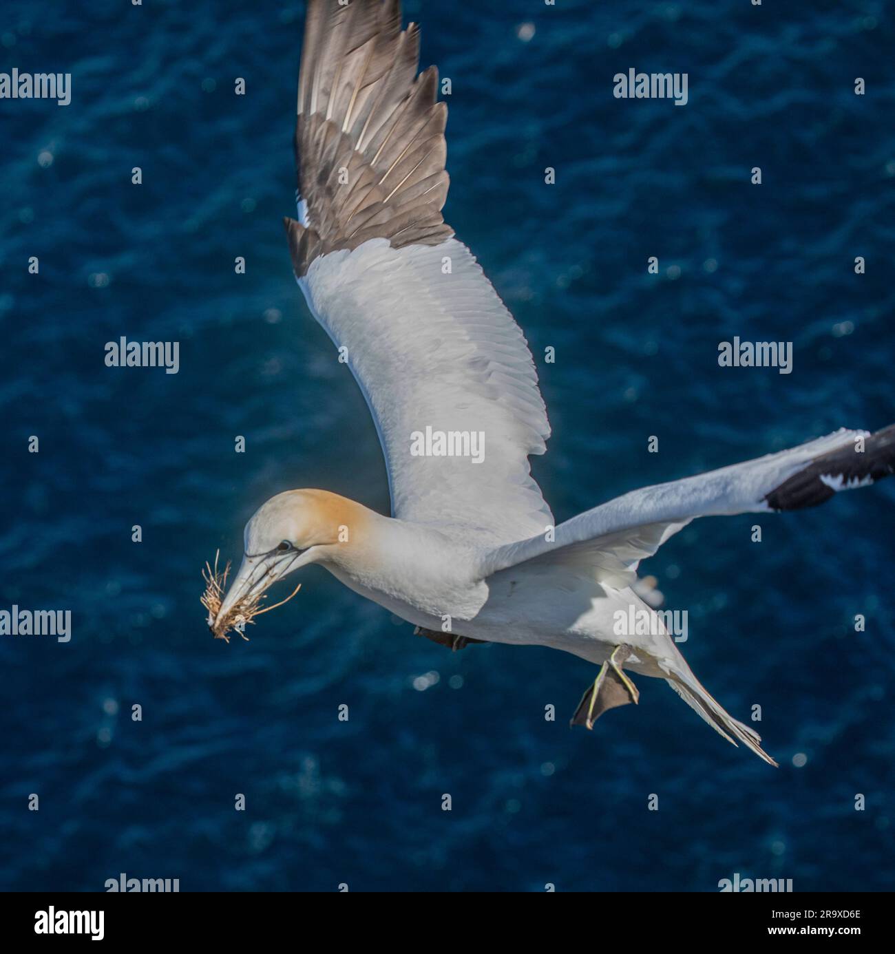 Rspb scotland eagle hi-res stock photography and images - Alamy