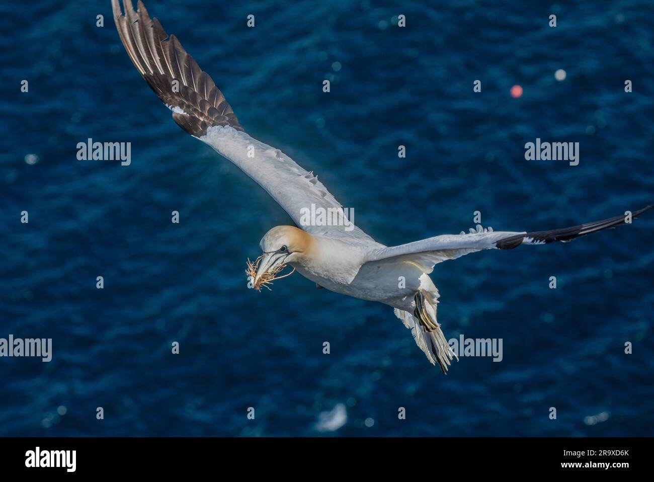 Rspb scotland eagle hi-res stock photography and images - Alamy