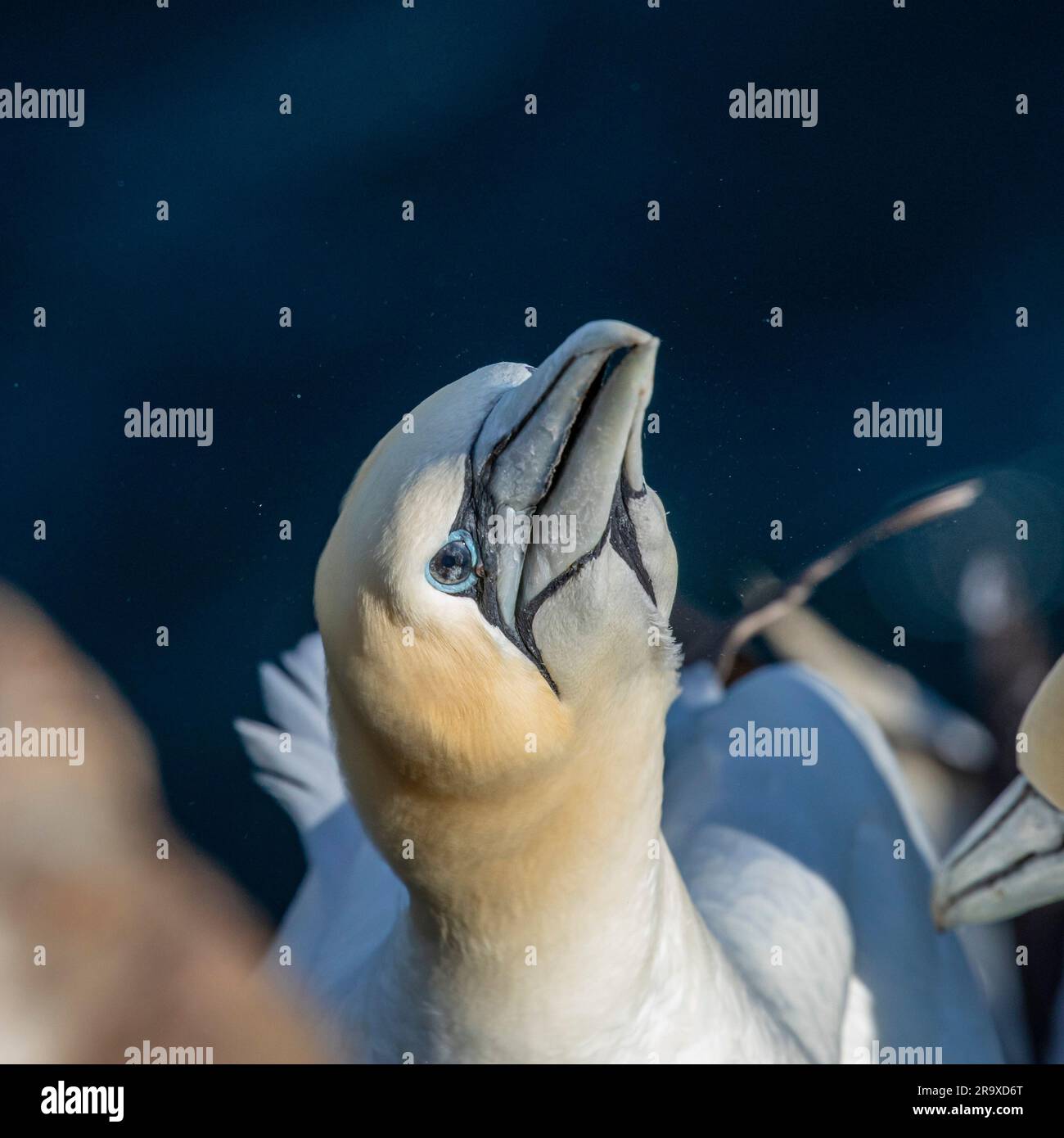 Rspb troup head nature reserve hi-res stock photography and images - Alamy