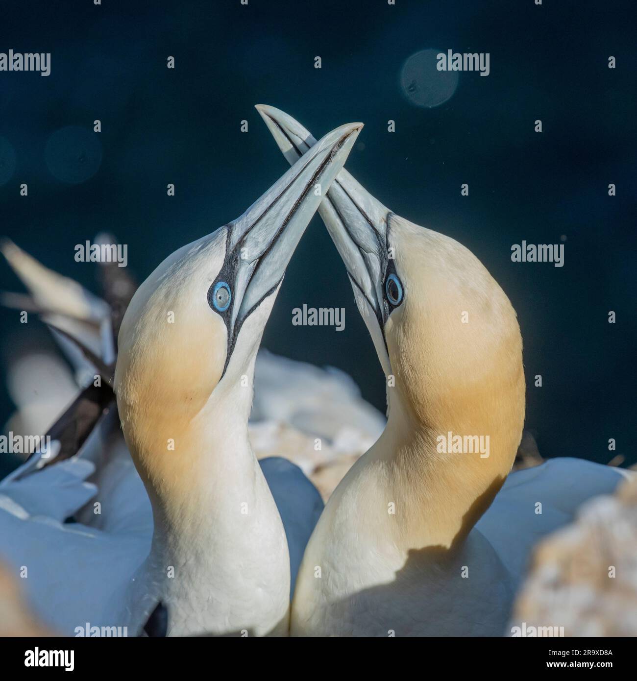 Troup head nature reserve hi-res stock photography and images - Alamy