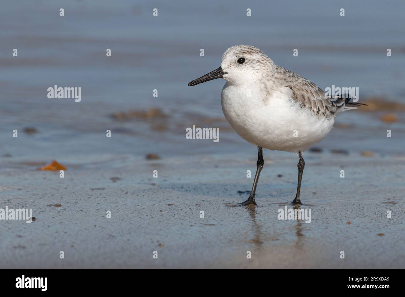 Sanderling, Calidris alba, adult non breeding/ winter plumage bird ...
