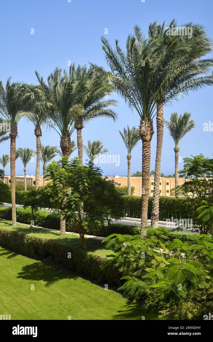 Scenic view with palm trees and buildings in Arabic style. Egypt ...