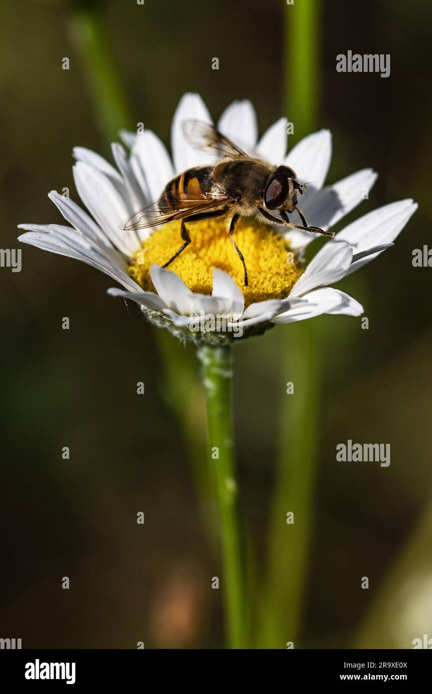 Bee on daisy flower Stock Photo - Alamy
