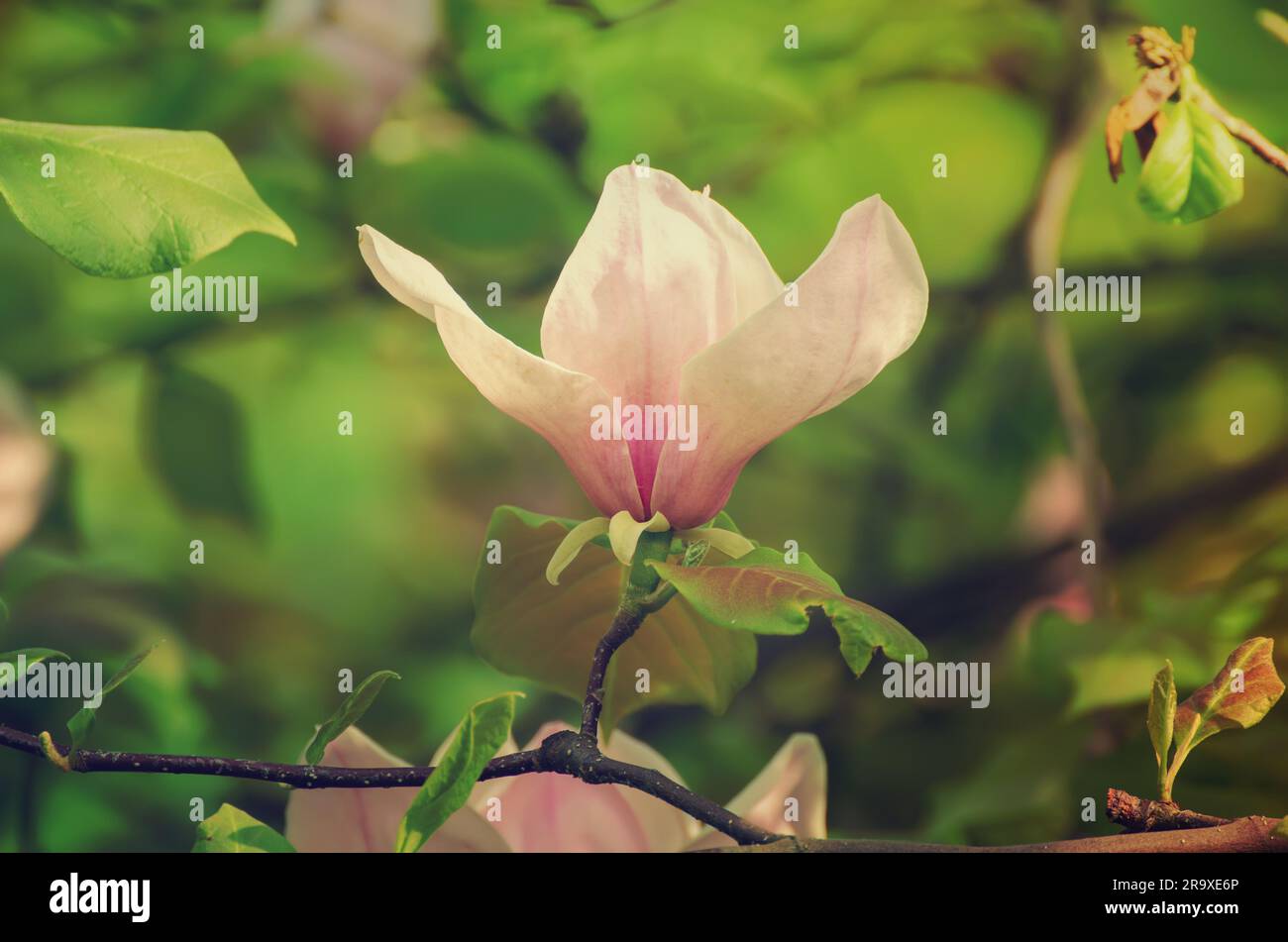 Magnolia spring flowers Stock Photo - Alamy