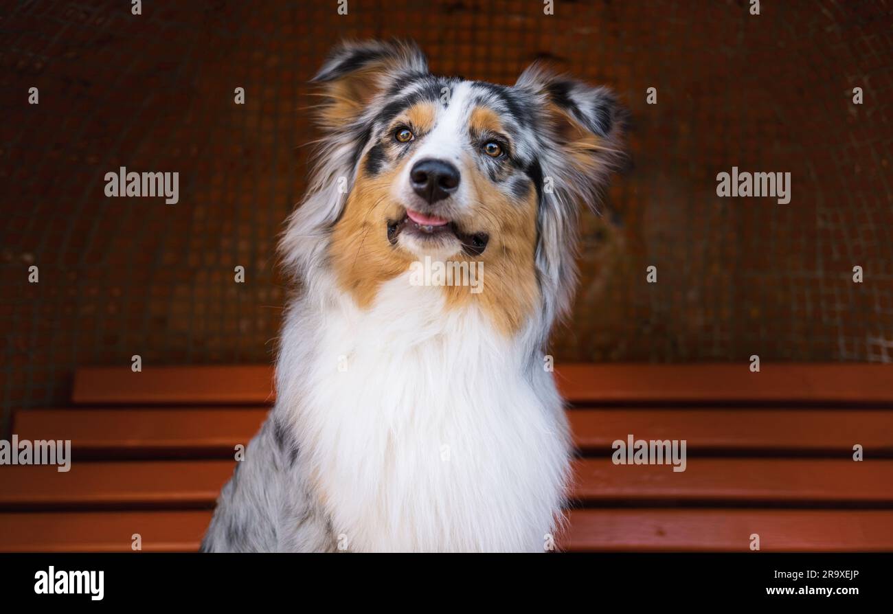 Funny portrait of a derpy aussie shepherd dog sitting on a bench ...