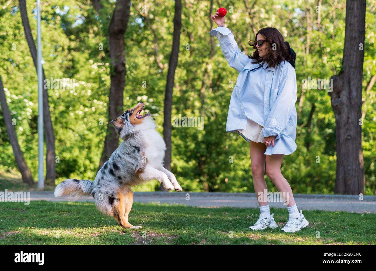 Young woman playing with her aussie shepherd dog in green park. Active ...
