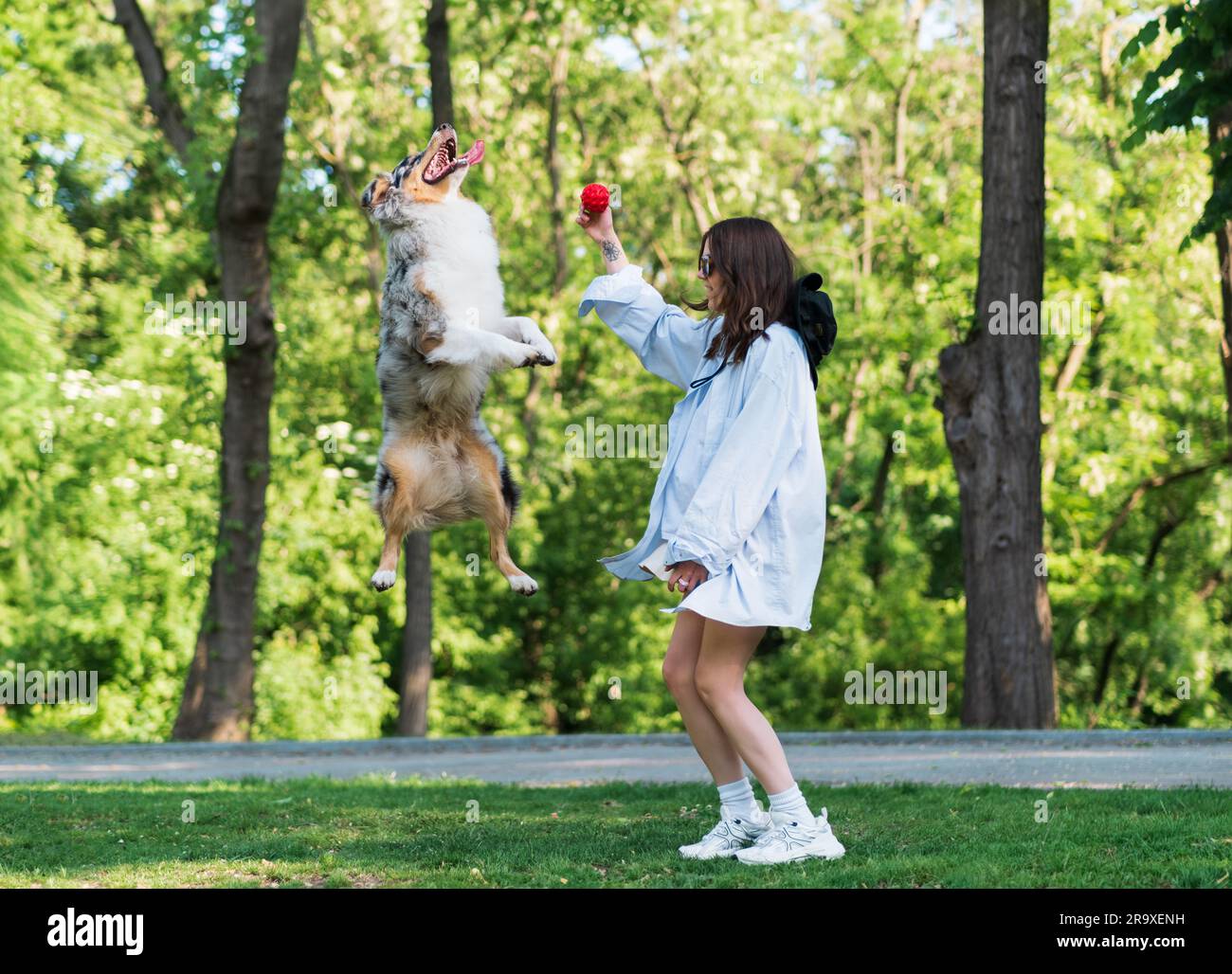 Young woman playing with her active and agile aussie shepherd dog in ...