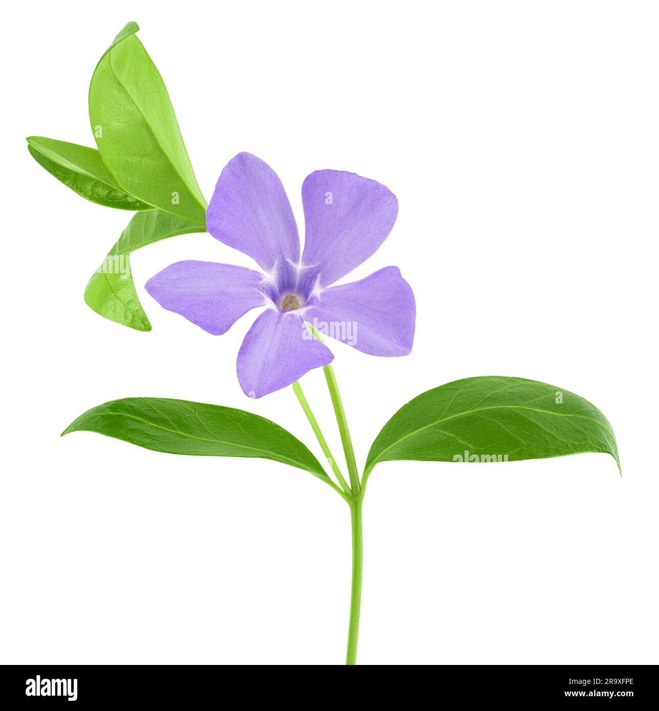wild periwinkle flowers isolated on white background Stock Photo - Alamy