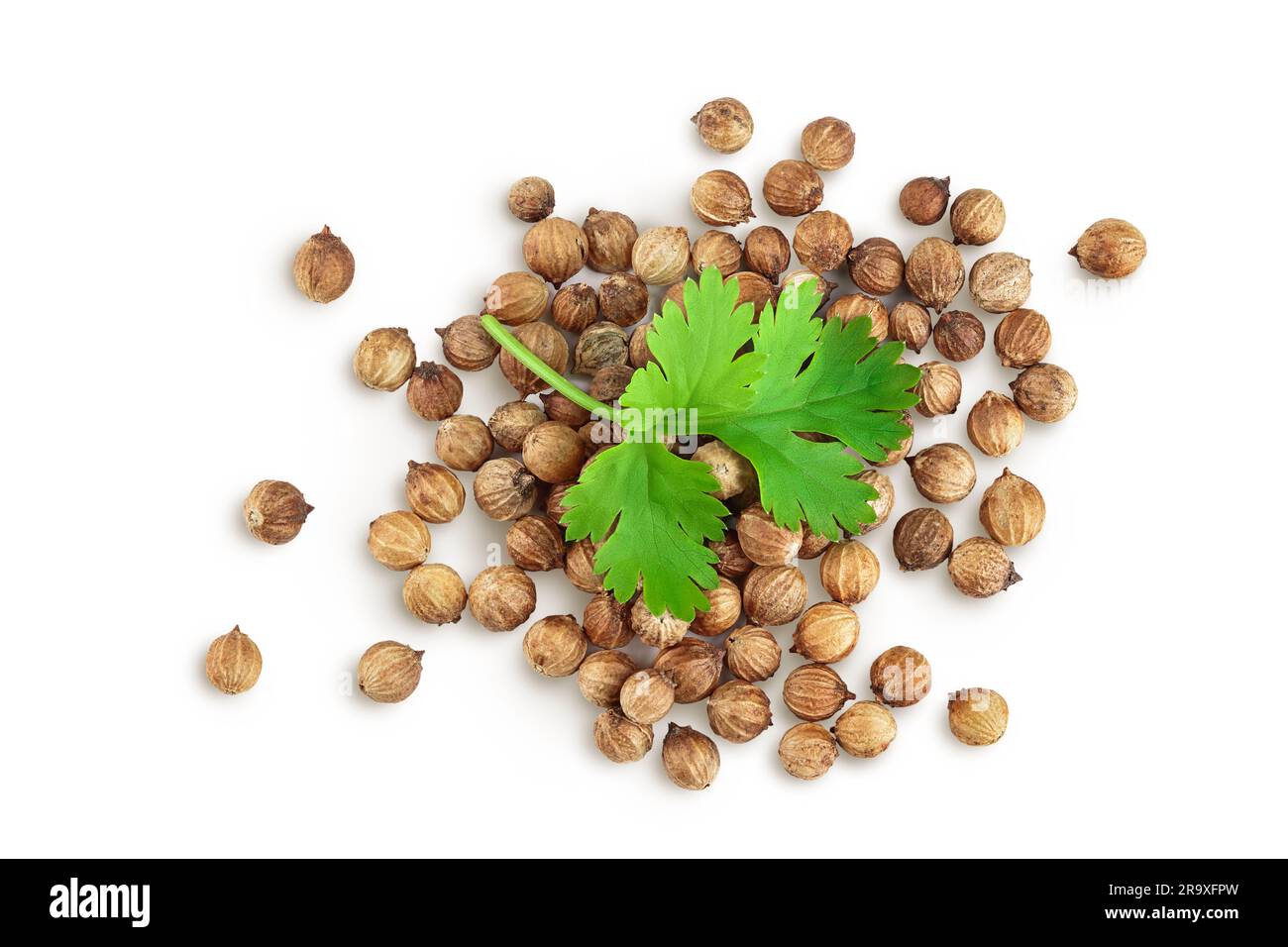Dried coriander seeds with fresh green leaf isolated on white background. Top view. Flat lay ...
