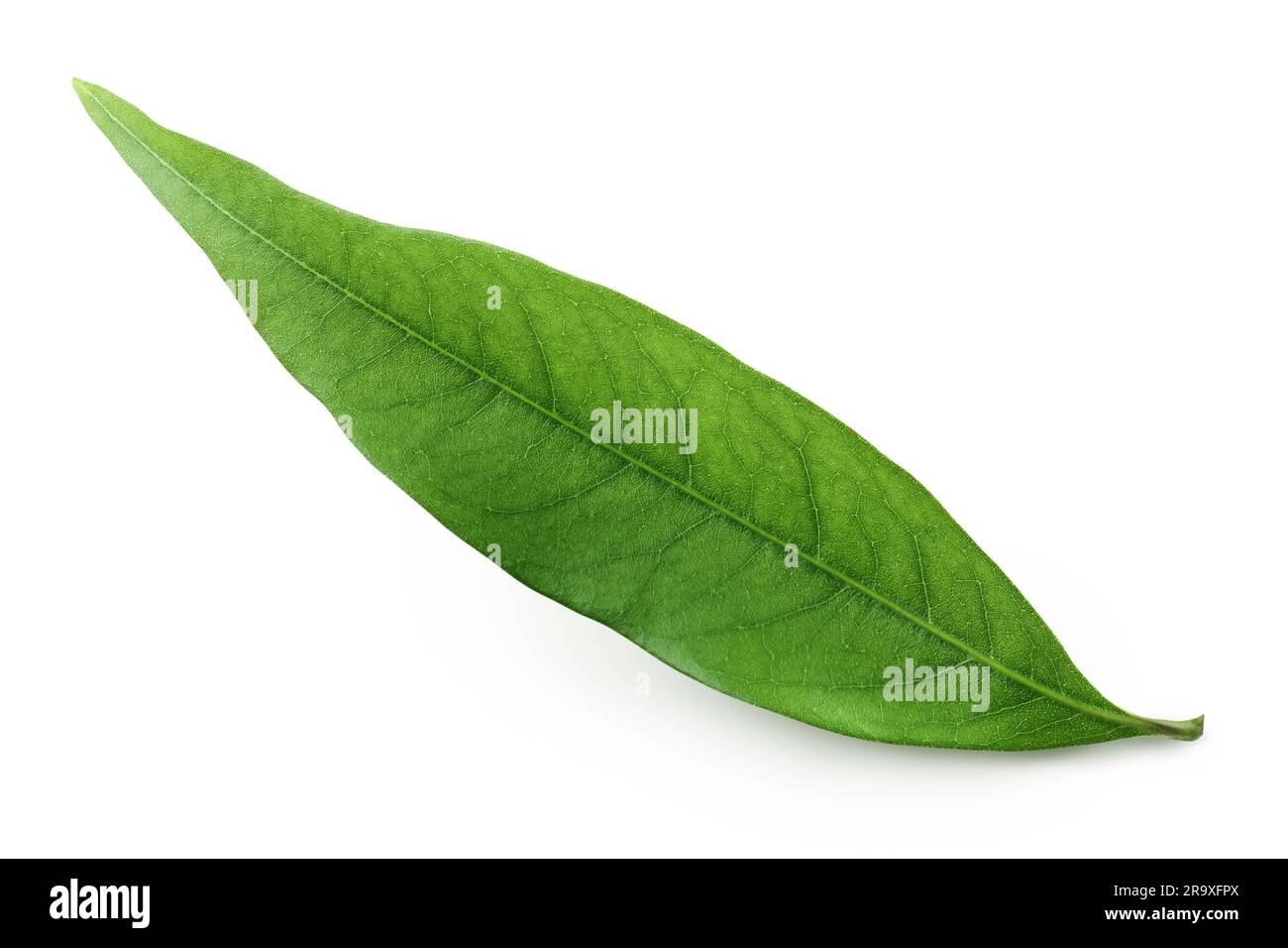 Green lychee leaf isolated on a white background Stock Photo - Alamy