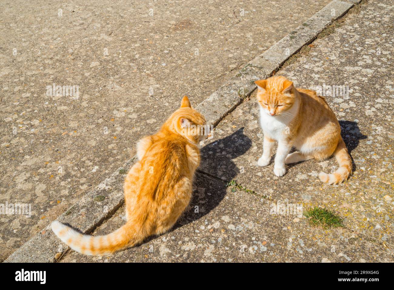 Two tabby and white cats Stock Photo - Alamy