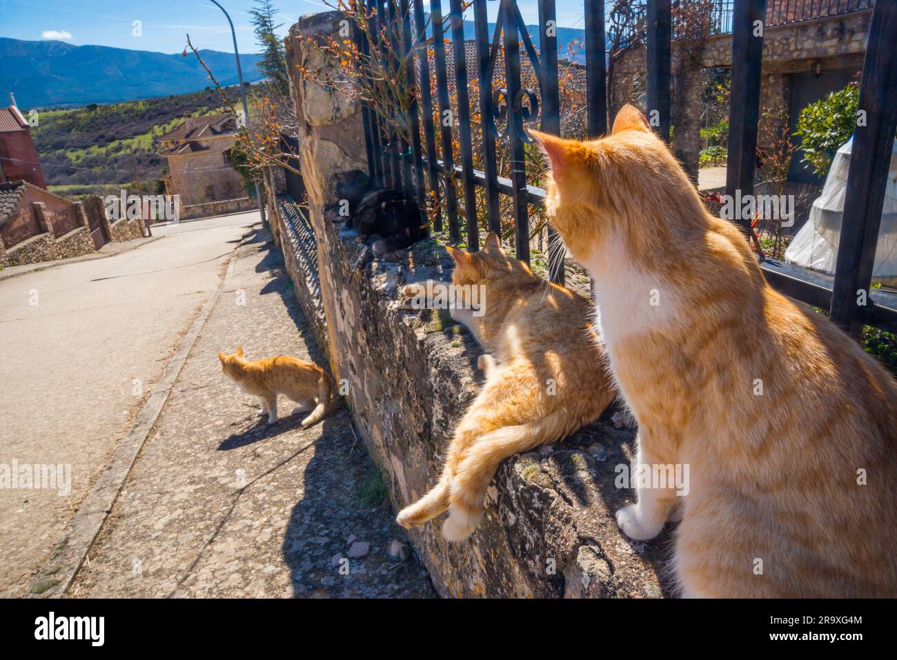 Stray cats hi-res stock photography and images - Alamy