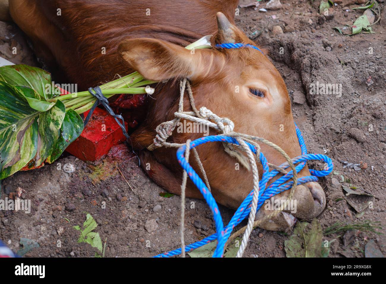 Indonesia traditional blood ceremony hi-res stock photography and ...