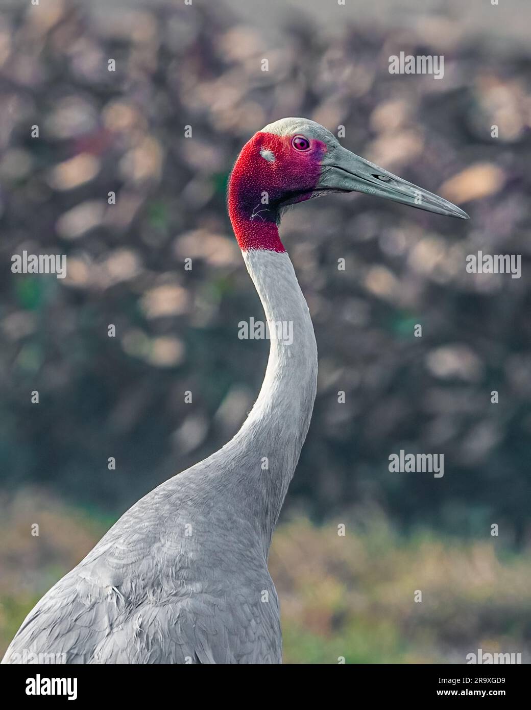 Sarus crane wetland habitat hi-res stock photography and images - Alamy