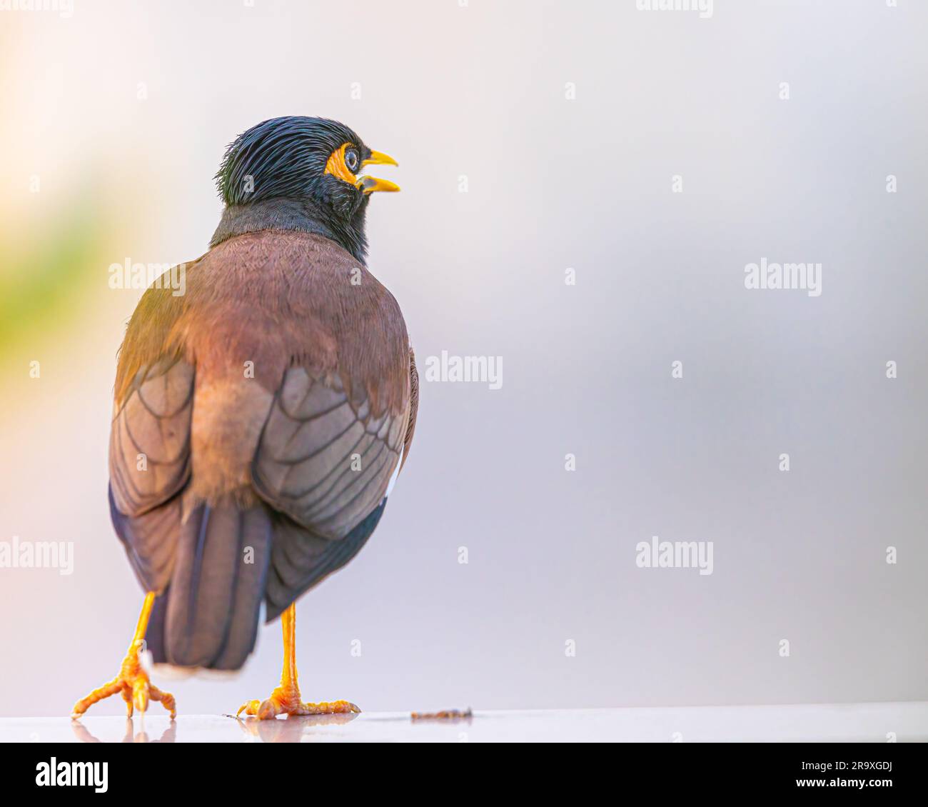 Myna photo hi-res stock photography and images - Alamy