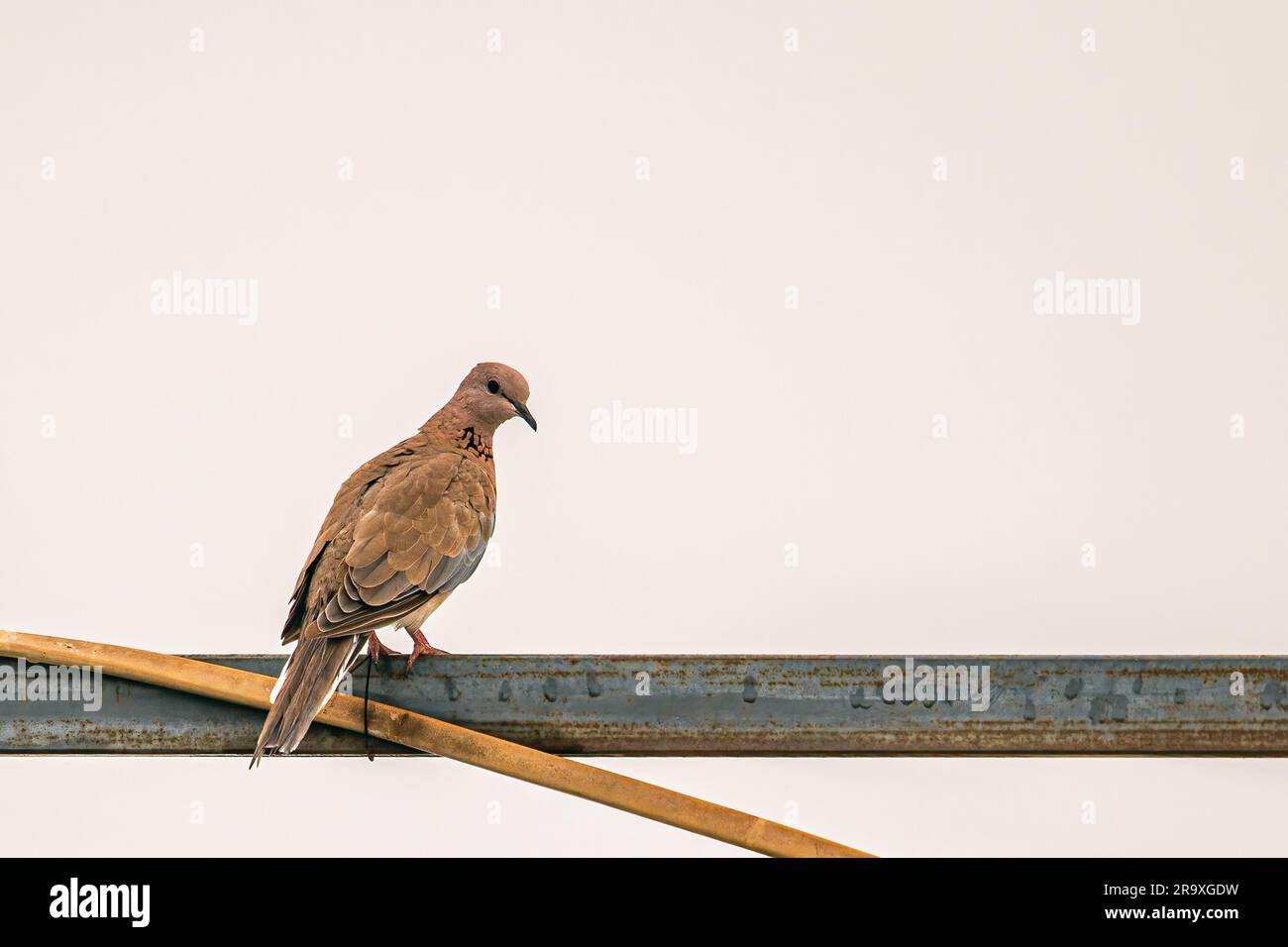 A laughing dove looking back from a railing Stock Photo - Alamy