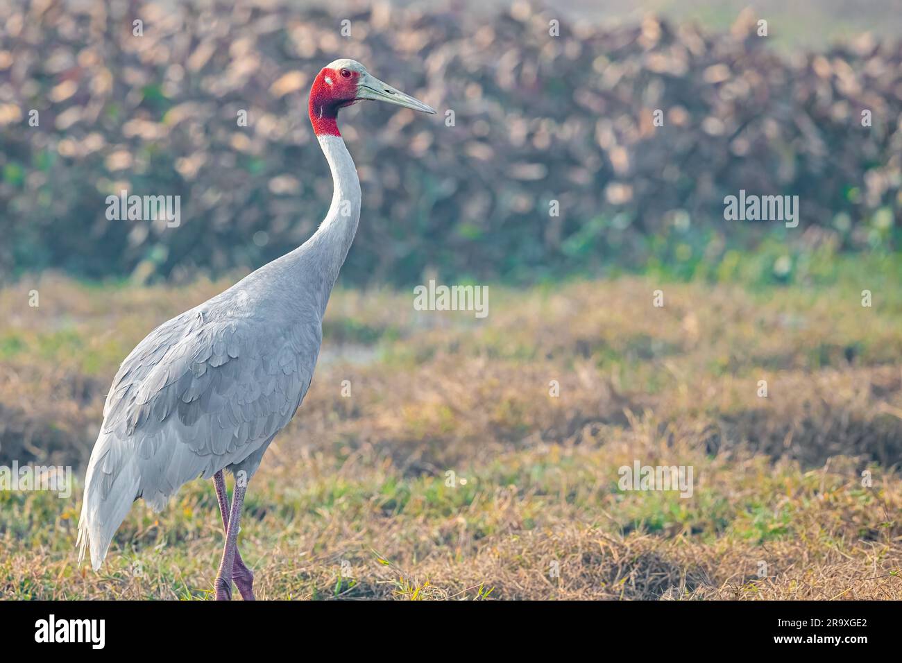 Portrait of a Sarus Crane in grass field Stock Photo - Alamy