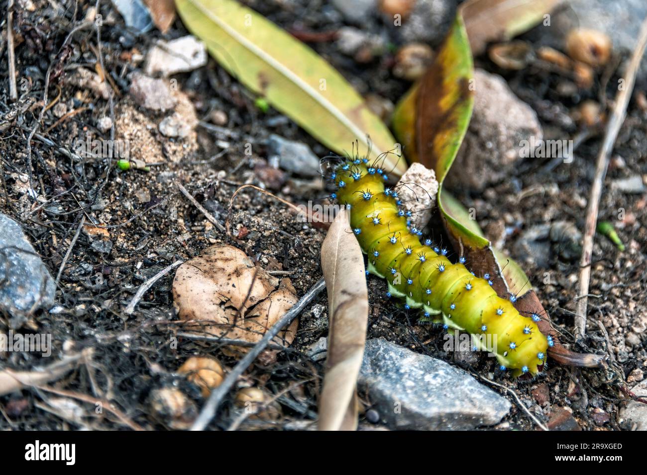 Die Raupe eines grossen Nachtpfauenauges Stock Photo - Alamy