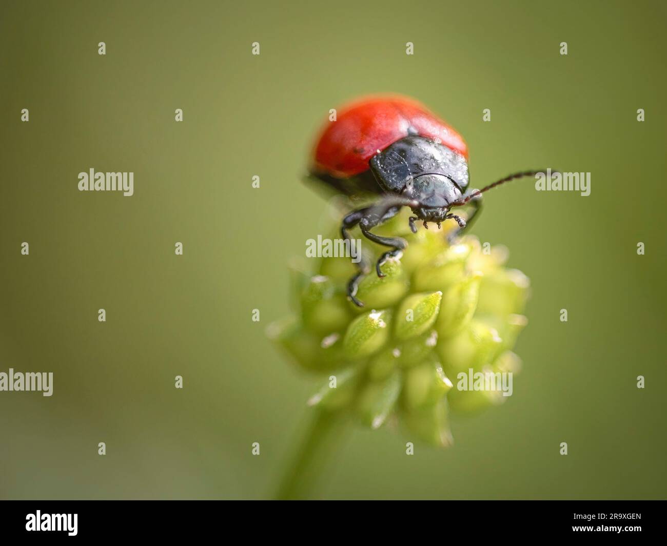 Red and black insect from a portuguese meadow Stock Photo - Alamy