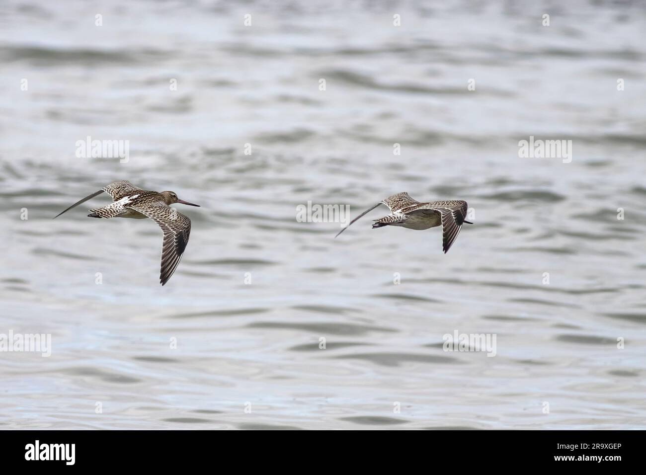 Two sandpipers hi-res stock photography and images - Alamy